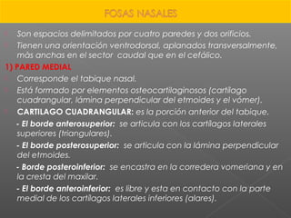 Anatomia de las fosas nasales y senos paranasales | PPT