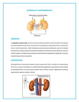 Anatomia de las glandulas suprarrenales | DOCX