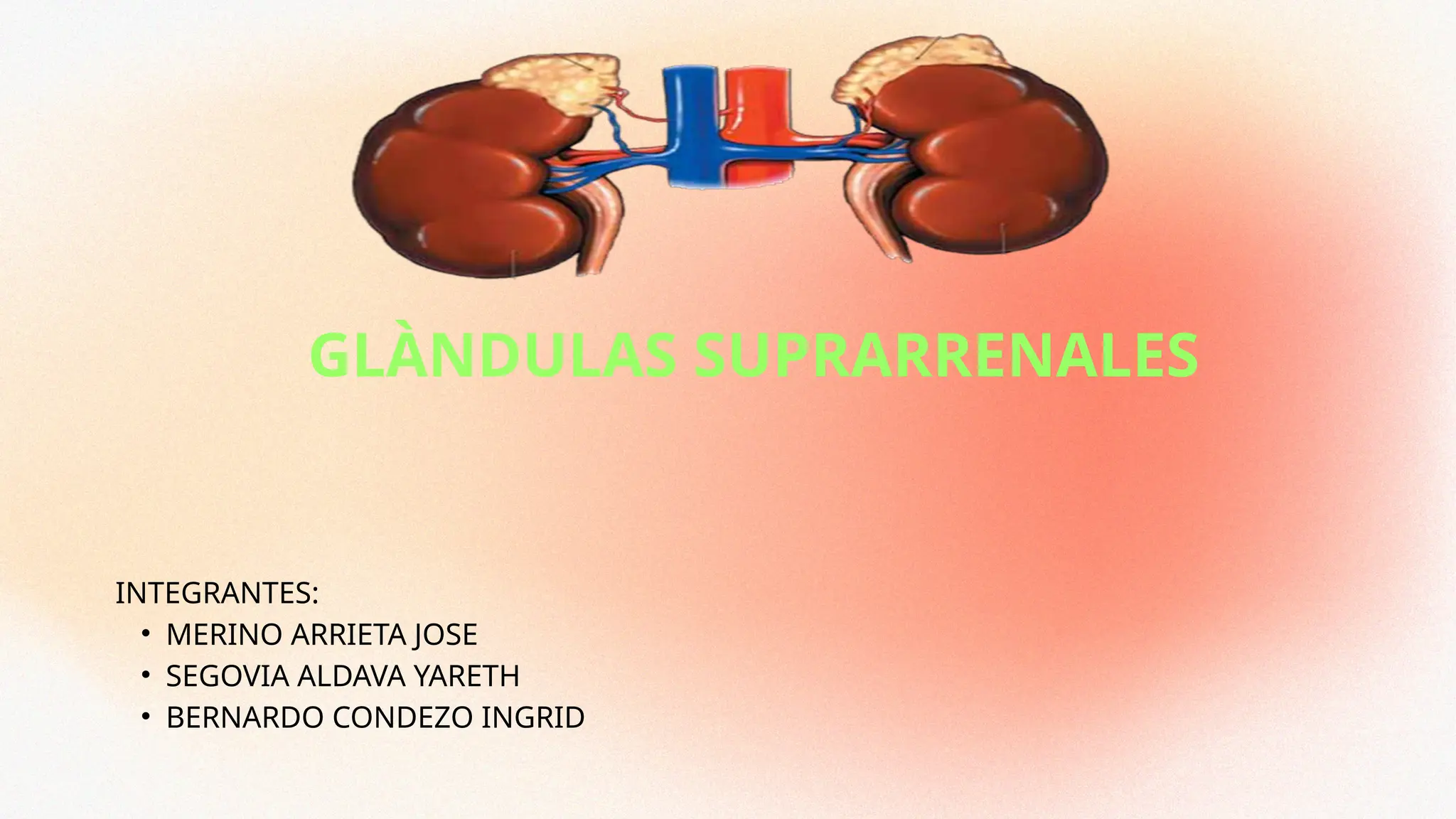 ANATOMIA DE LAS GLANDULAS SUPRARRENALES.pptx