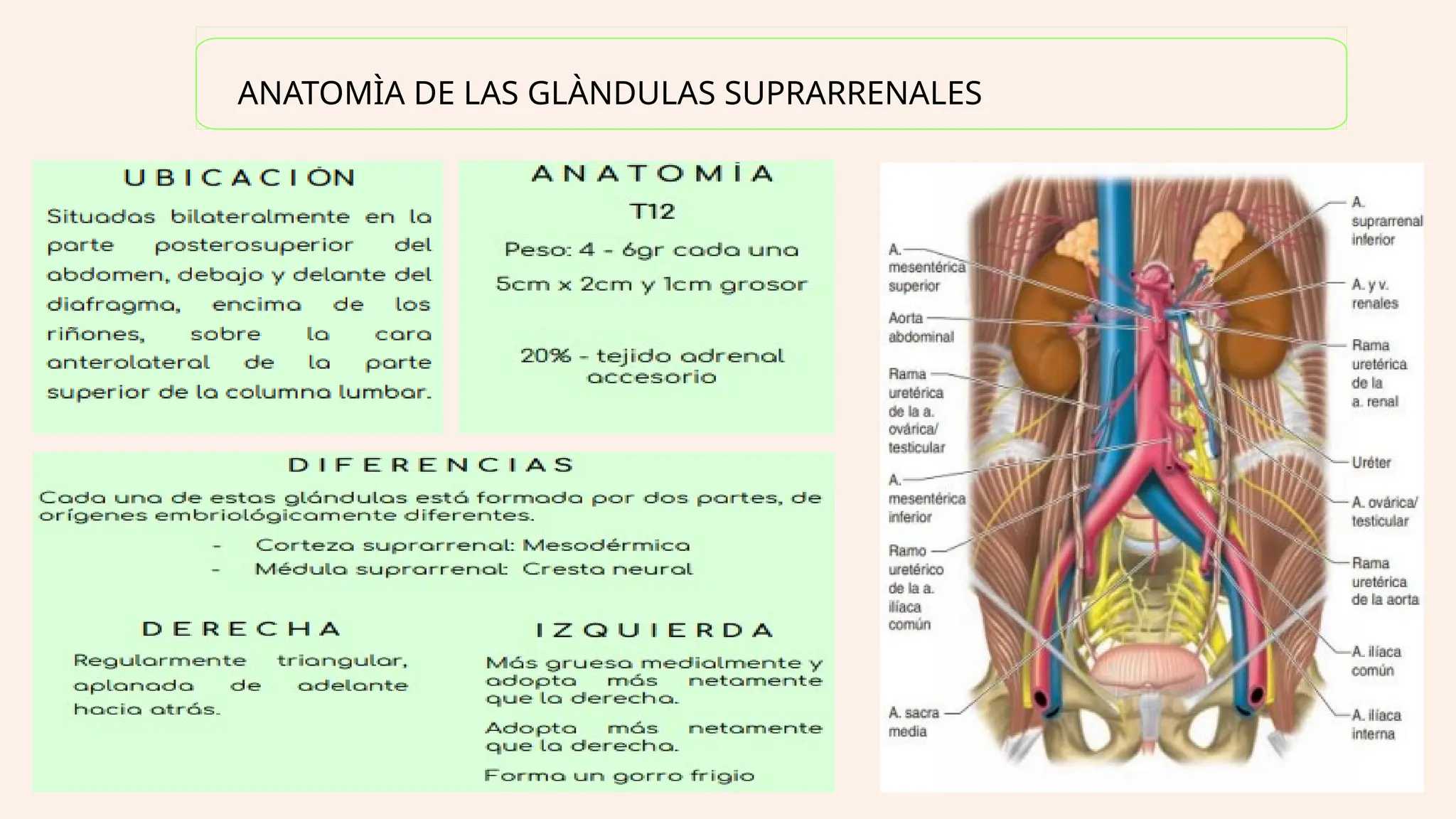 ANATOMIA DE LAS GLANDULAS SUPRARRENALES.pptx
