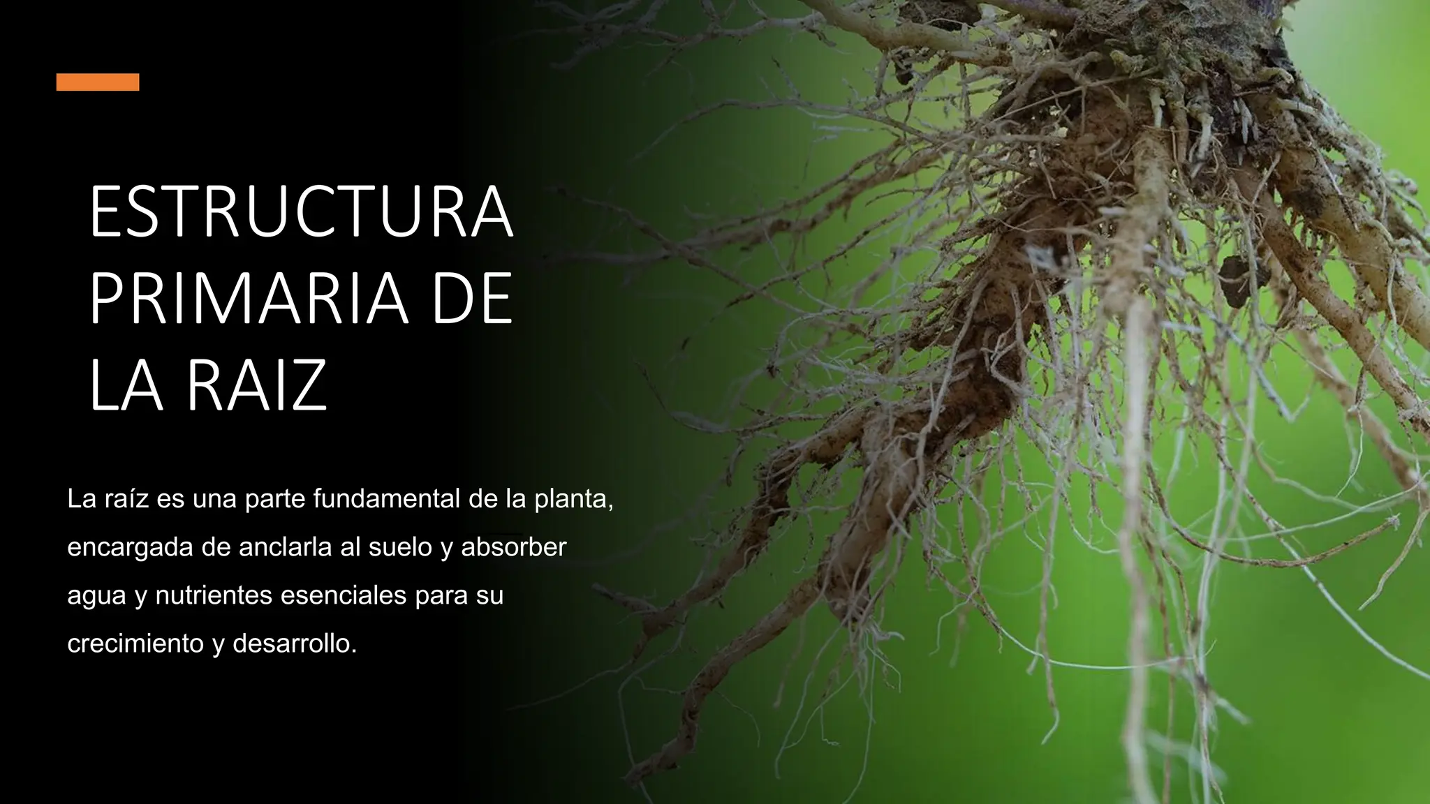 ANATOMIA DE LAS PLANTAS TALLO RAIZ ....BOTANICA | PPT