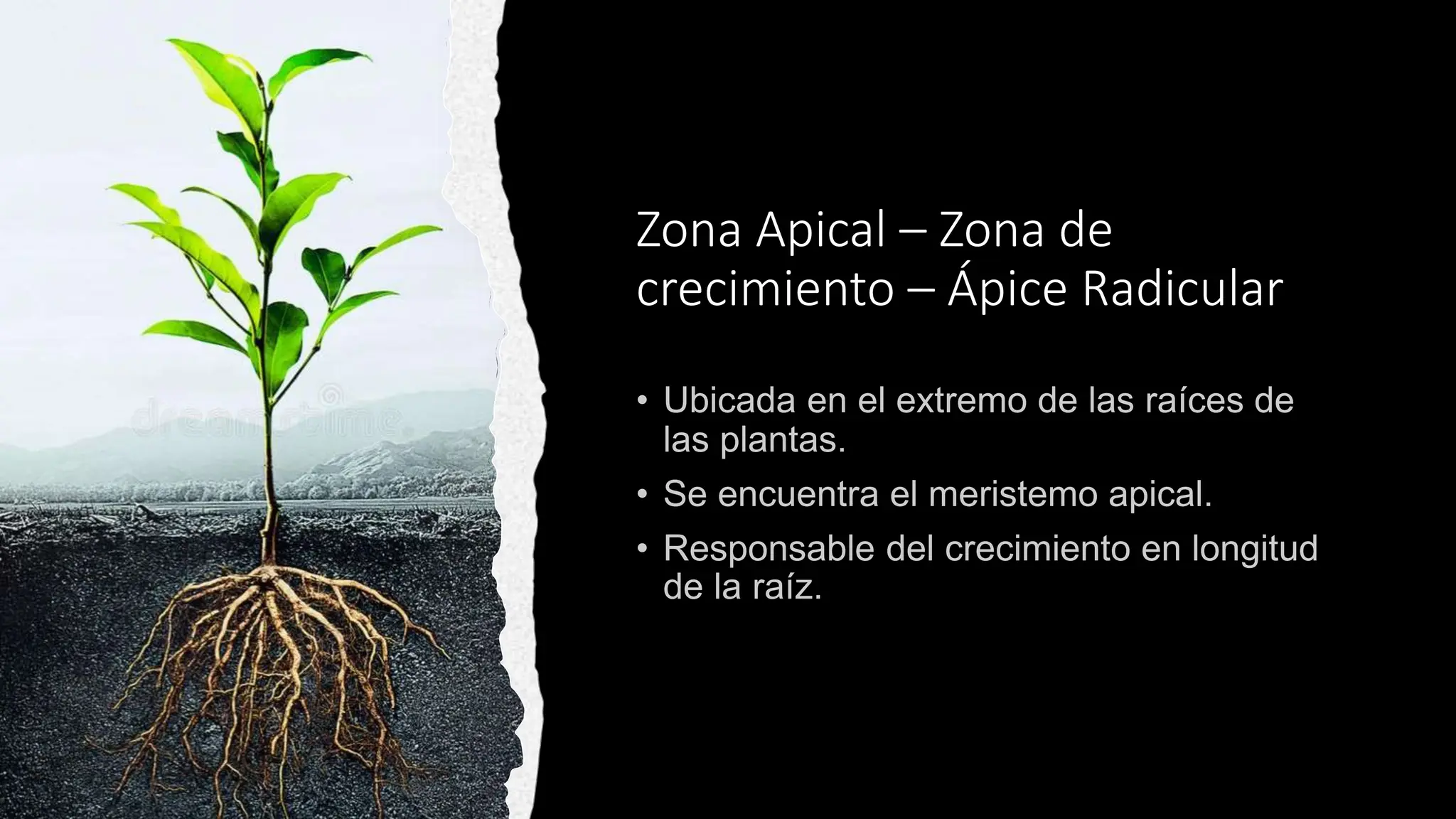 ANATOMIA DE LAS PLANTAS TALLO RAIZ ....BOTANICA | PPT