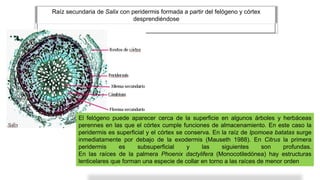 ANATOMIA DE LAS PLANTAS TALLO RAIZ ....BOTANICA | PPTX