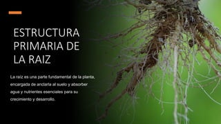 ANATOMIA DE LAS PLANTAS TALLO RAIZ ....BOTANICA | PPTX