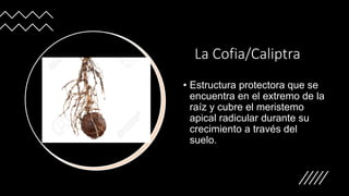 ANATOMIA DE LAS PLANTAS TALLO RAIZ ....BOTANICA | PPTX