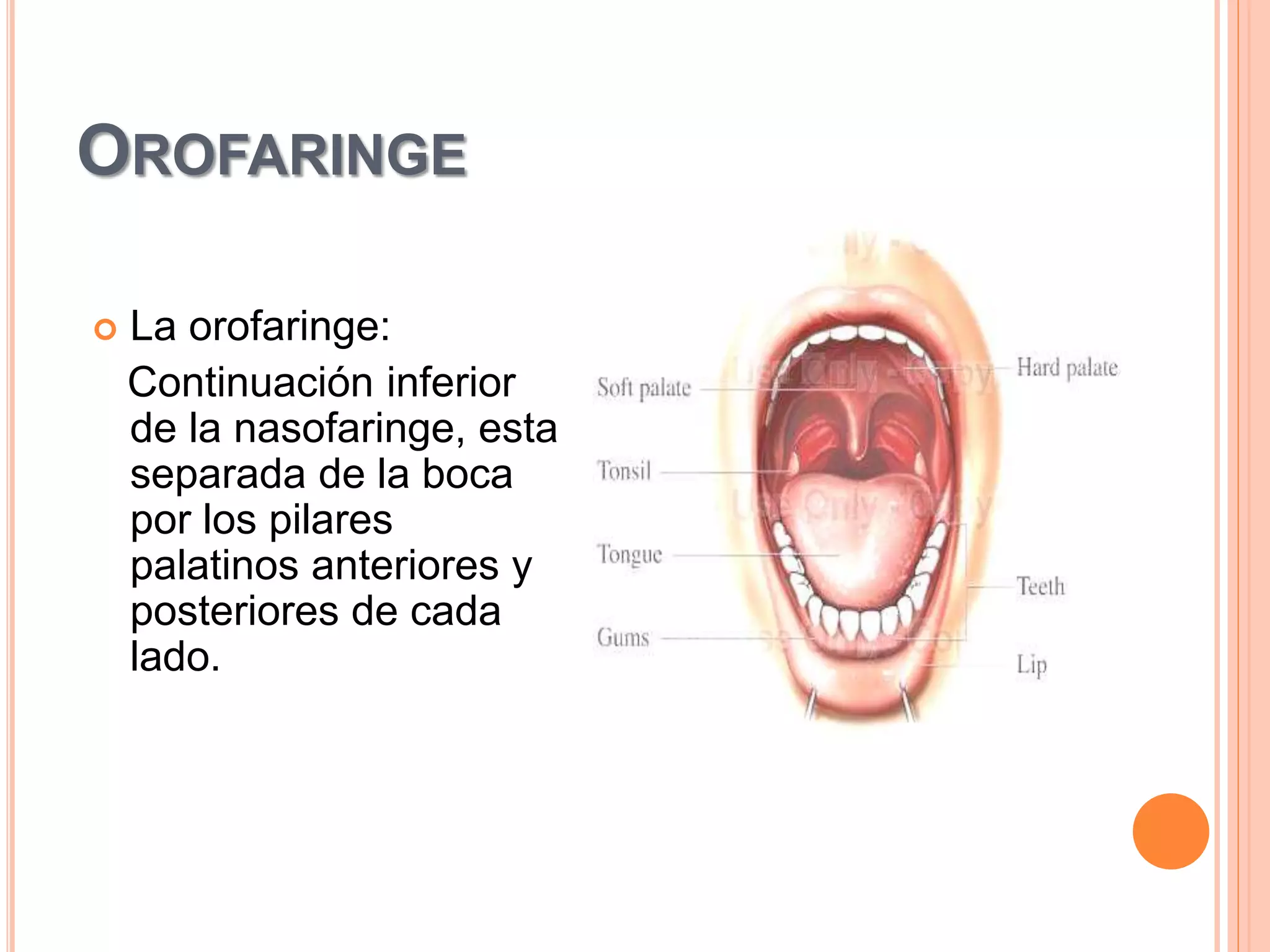 Anatomía de las vías aéreas | PPTX