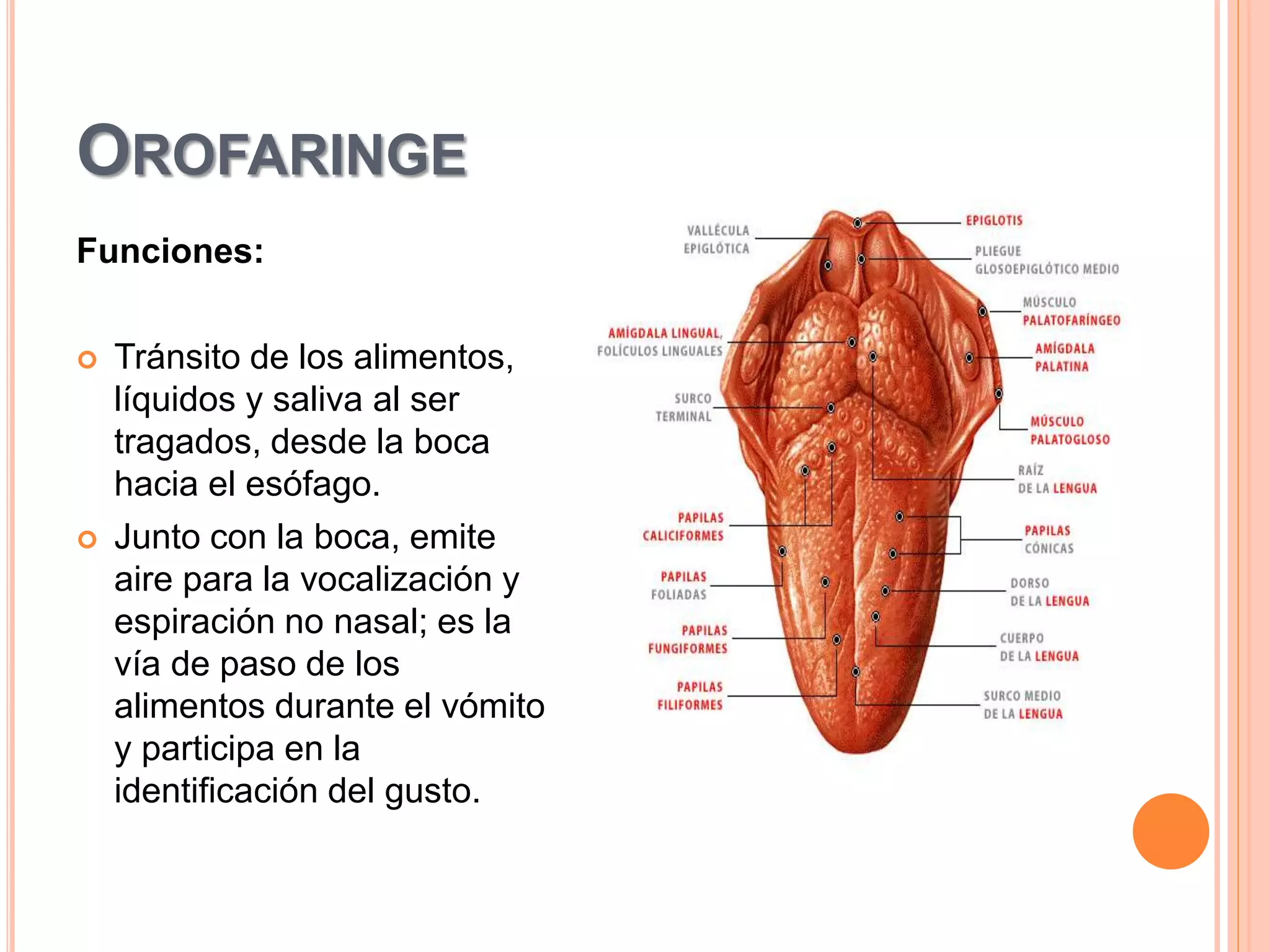 Anatomía de las vías aéreas | PPTX