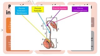 ANATOMIA COMPLETA DE LAS VIAS ESPERMATICAS.pptx