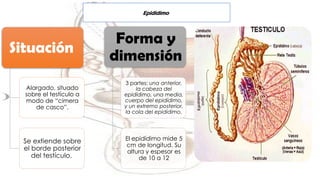 ANATOMIA COMPLETA DE LAS VIAS ESPERMATICAS.pptx