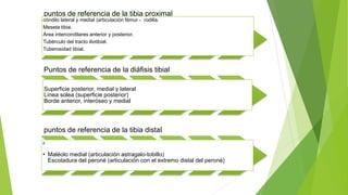 anatomia de la tibia.pptx
