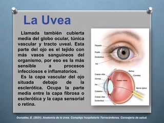 anatomia de la uvea DRA, FRANCELYS GUZMAN_065041.pptx