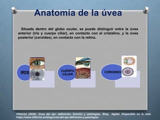 anatomia de la uvea DRA, FRANCELYS GUZMAN_065041.pptx