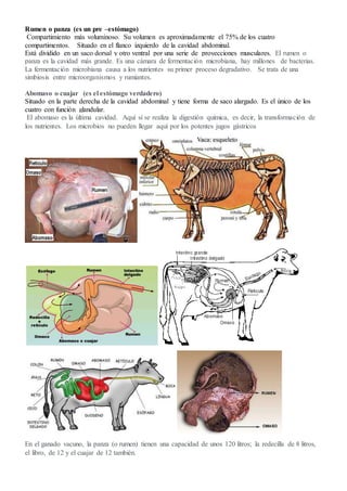 Vacas Y Sistema Digestivo Humano