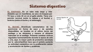 ANATOMIA DEL AVE para medicina veterinaria | PDF