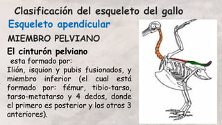 Anatomía de las aves , sistema oseo, sistema digestivo | PPTX