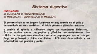 Anatomía de las aves , sistema oseo, sistema digestivo | PPTX