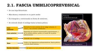 ANATOMIA DE LA VEJIGA - PARTES, VASCULARIZACION.pptx