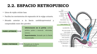ANATOMIA DE LA VEJIGA - PARTES, VASCULARIZACION.pptx