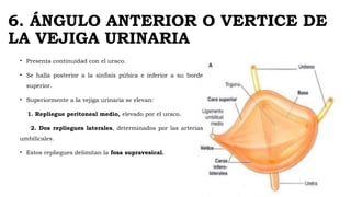 ANATOMIA DE LA VEJIGA - PARTES, VASCULARIZACION.pptx