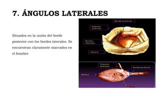 ANATOMIA DE LA VEJIGA - PARTES, VASCULARIZACION.pptx