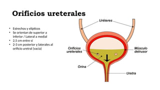 ANATOMIA DE LA VEJIGA - PARTES, VASCULARIZACION.pptx