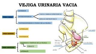 ANATOMIA DE LA VEJIGA - PARTES, VASCULARIZACION.pptx