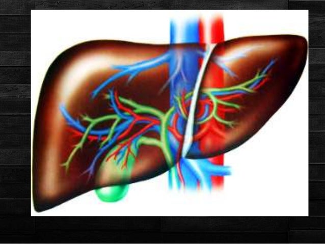 Anatomia de la vena porta