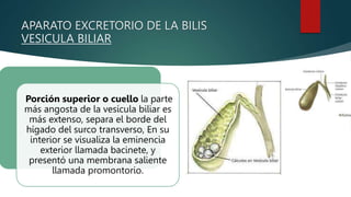 ANATOMIA DE LA VESICULA BILIAR.pptx