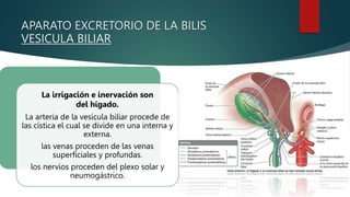 ANATOMIA DE LA VESICULA BILIAR.pptx