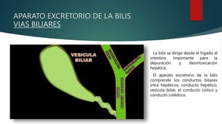 ANATOMIA DE LA VESICULA BILIAR.pptx