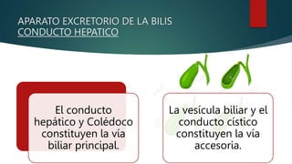 ANATOMIA DE LA VESICULA BILIAR.pptx