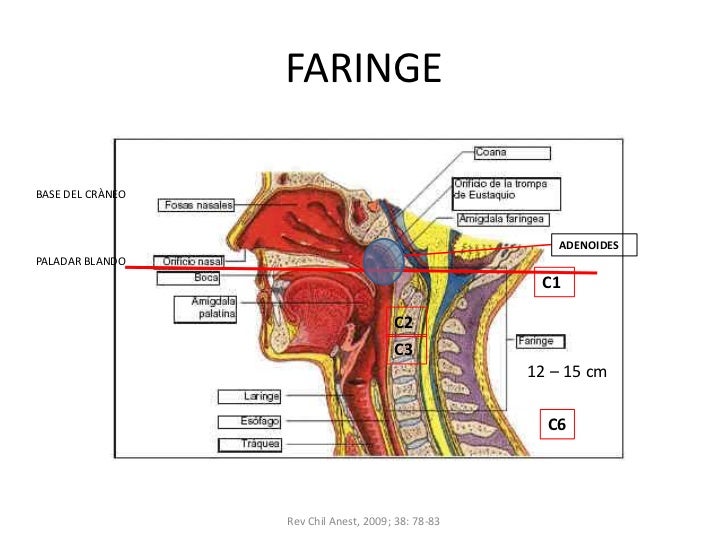 Anatomia de la via aerea