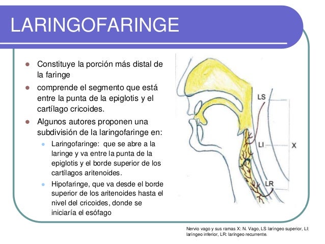 Anatomia de la via aerea