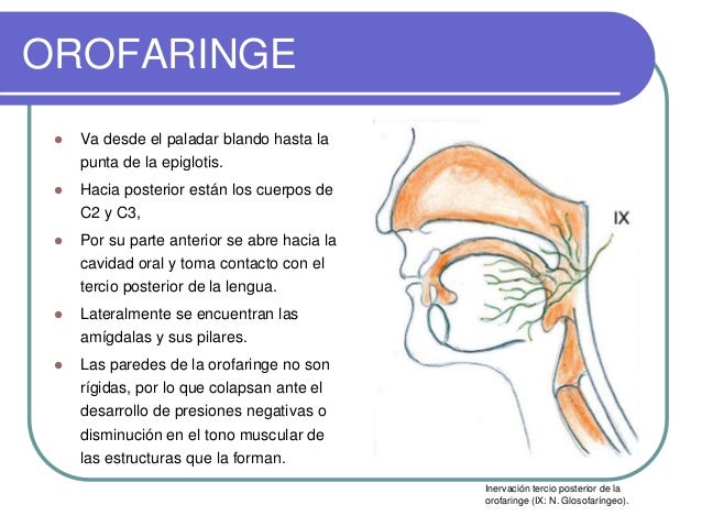 Anatomia de la via aerea