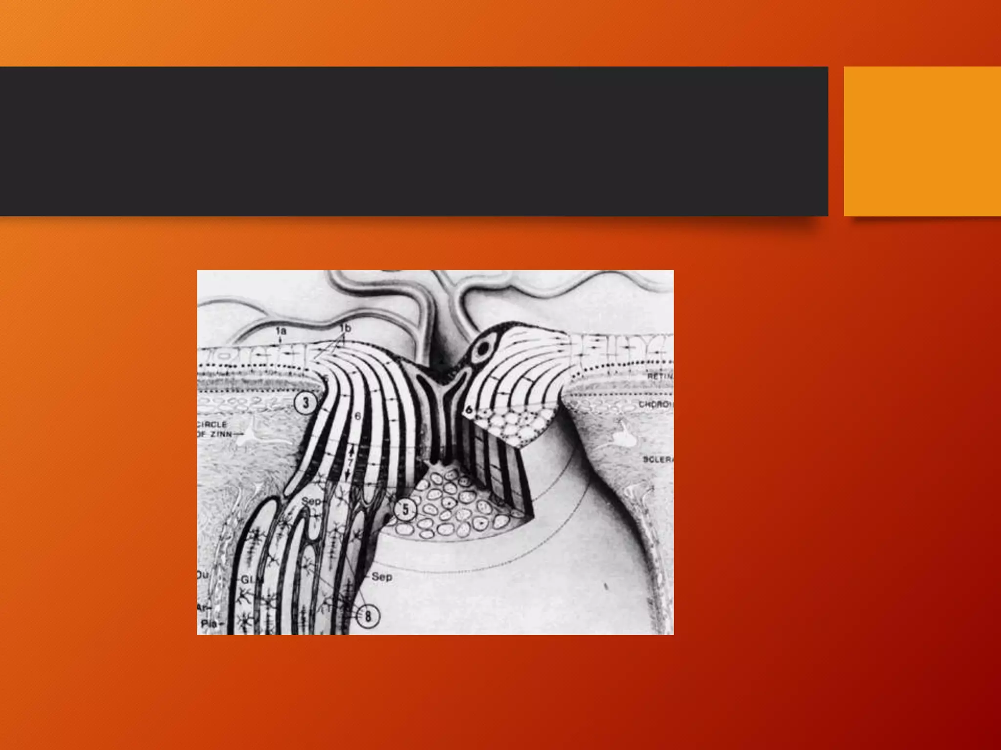 Anatomia de la via visual | PPTX