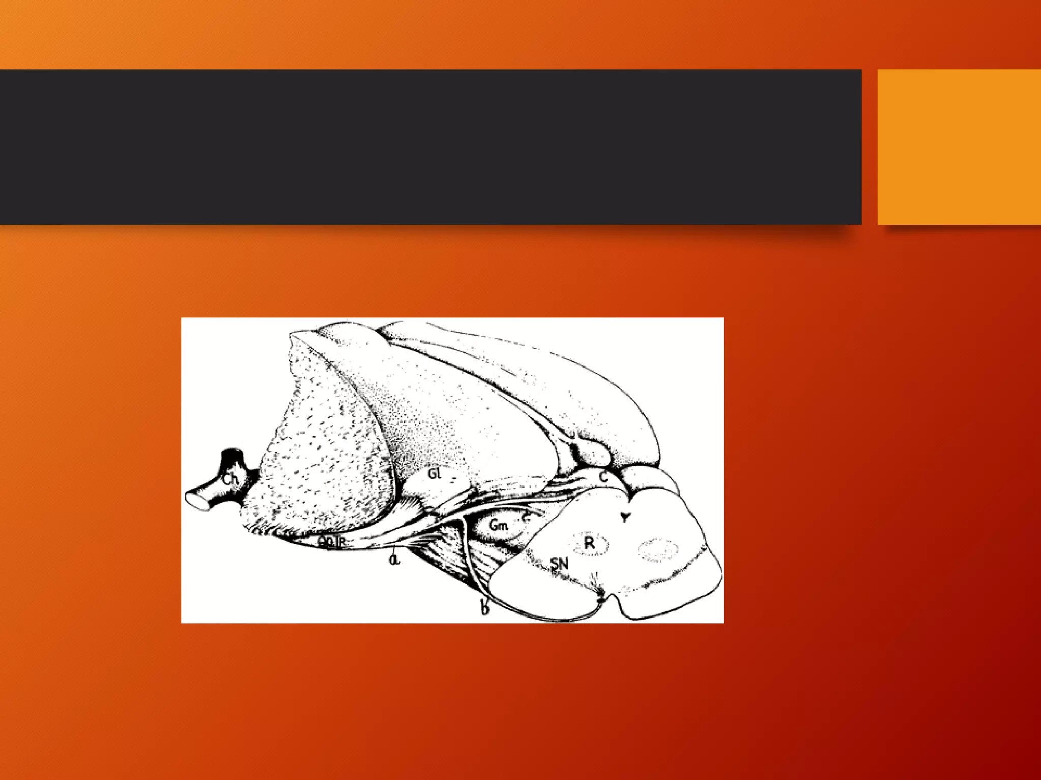 Anatomia de la via visual | PPTX