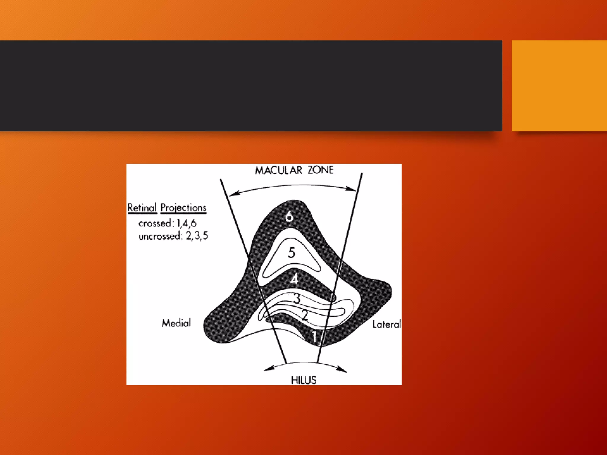 Anatomia de la via visual | PPTX