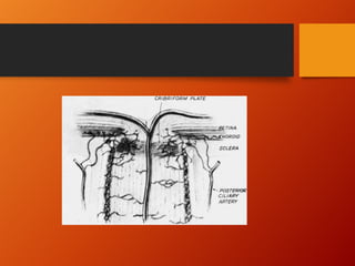 Anatomia de la via visual | PPTX