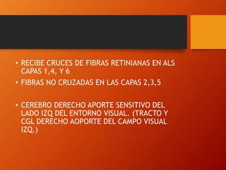 Anatomia de la via visual | PPTX