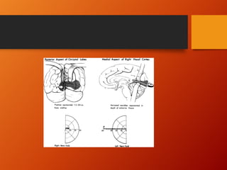 Anatomia de la via visual | PPTX