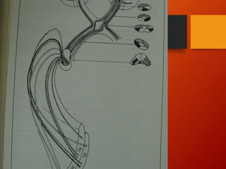 Anatomia de la via visual | PPTX