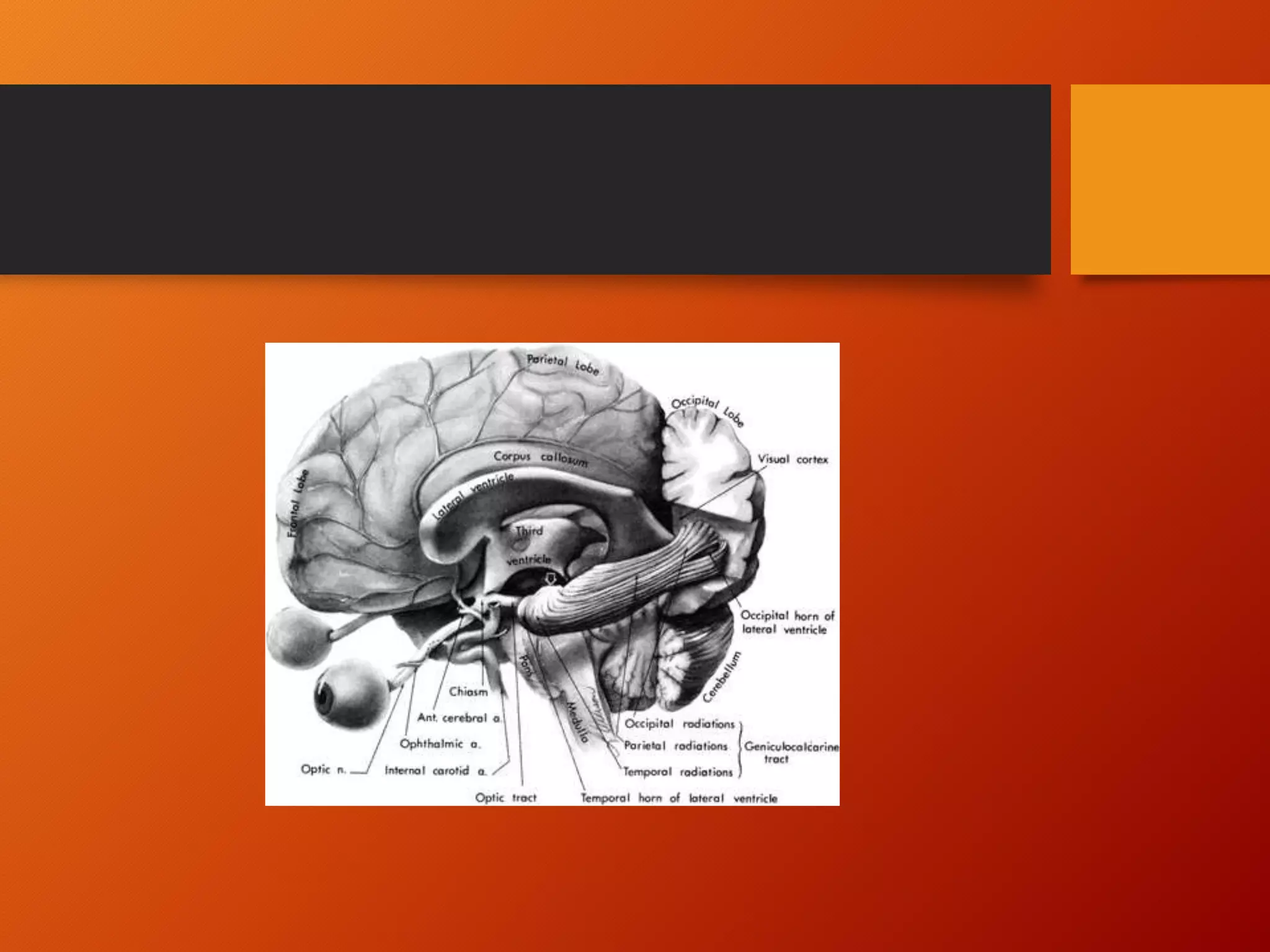 Anatomia de la via visual | PPTX