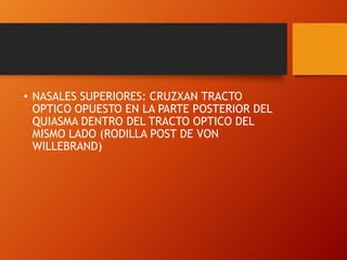 Anatomia de la via visual | PPTX