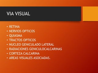Anatomia de la via visual | PPTX