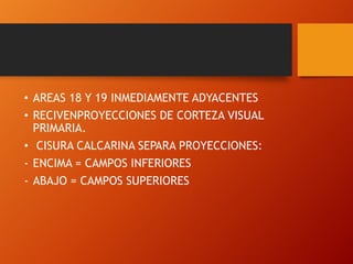 Anatomia de la via visual | PPTX