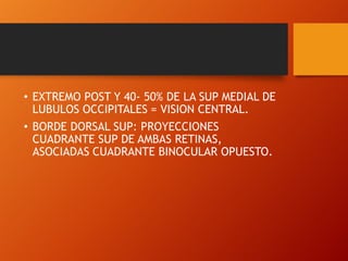 Anatomia de la via visual | PPTX