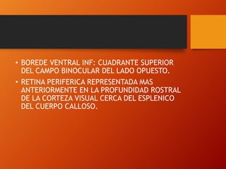 Anatomia de la via visual | PPTX