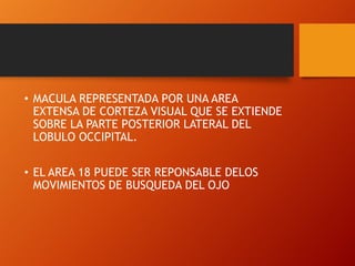 Anatomia de la via visual | PPTX