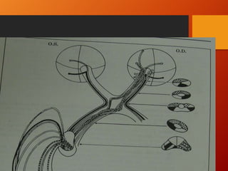 Anatomia de la via visual | PPTX