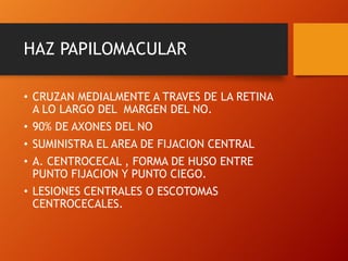 Anatomia de la via visual | PPTX